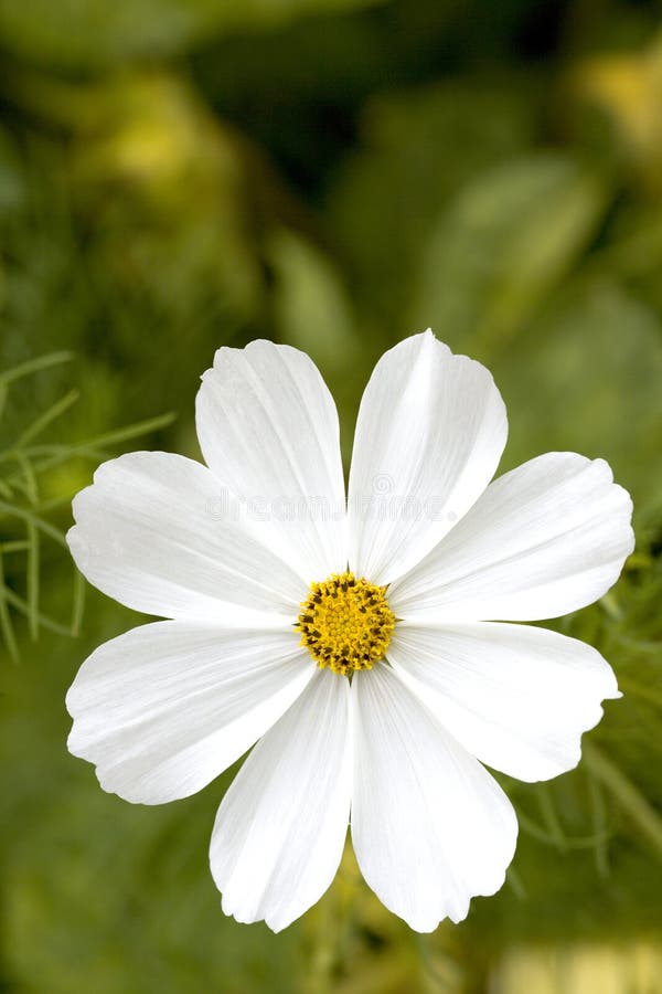 White cosmos stock image. Image of europe, england, bloom - 116333627