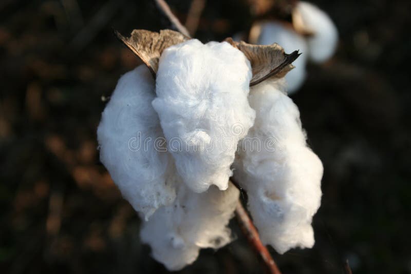 White Cotton Bloom at Harvest for Picking Stock Photo - Image of bloom ...