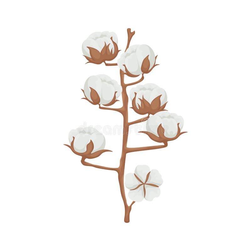 A White Cotton Box. Cotton Wool. Ripe Cotton Fruit. a Branch with ...