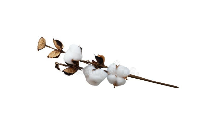 White Cotton Branch Flowers Isolated Object Stock Photo - Image of ...