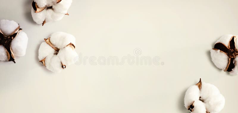 White cotton flowers stock image. Image of view, growth - 199617757