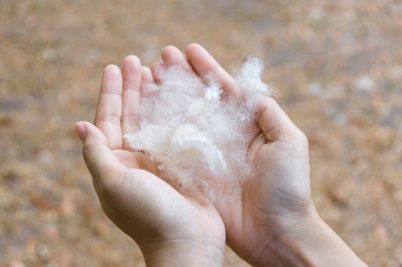 White cotton silk seed. stock image. Image of black, inside - 53624651