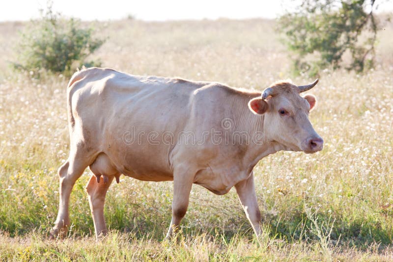 White cow stock photo. Image of white, economy, walking - 15722456