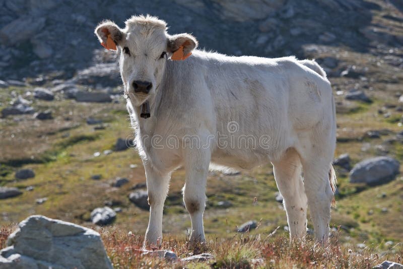 White cow stock photo. Image of dairy, cattle, meadows - 18300290