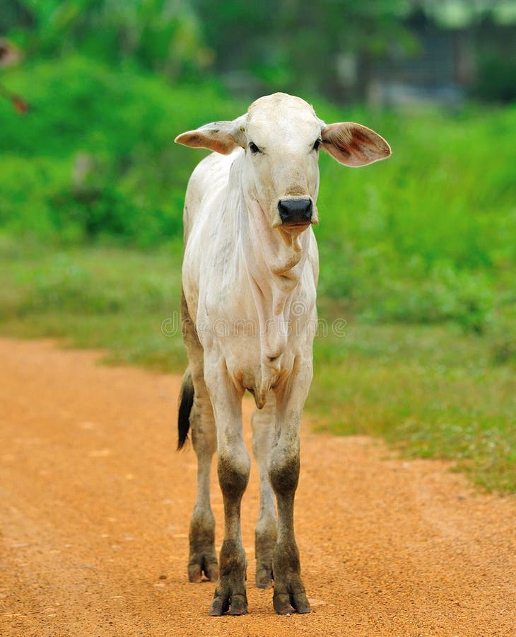 White cow stock photo. Image of bull, white, milk, meadow - 22973912