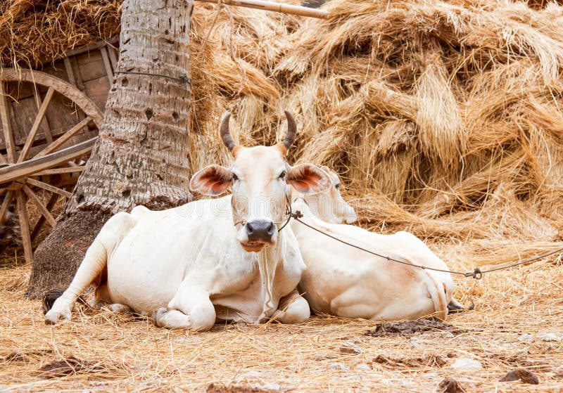 White cow stock image. Image of countryside, agriculture - 25064961