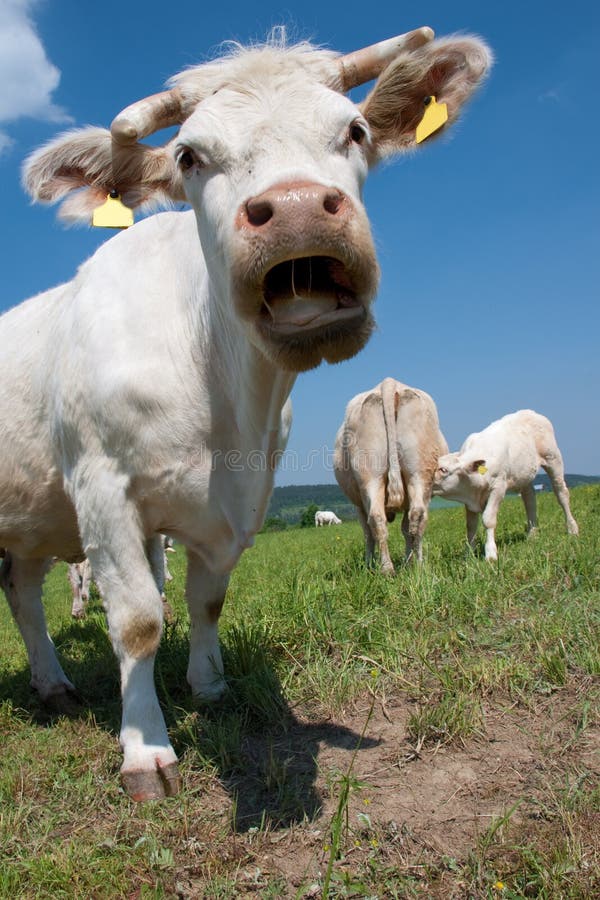 White cow stock photo. Image of open, livestock, meadow - 26691018
