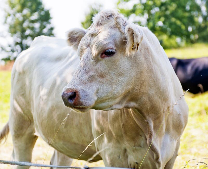 White cow stock image. Image of field, nature, meadow - 28380625