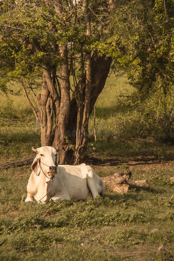 Cow Under Tree Stock Images - Download 558 Royalty Free Photos - Page 2