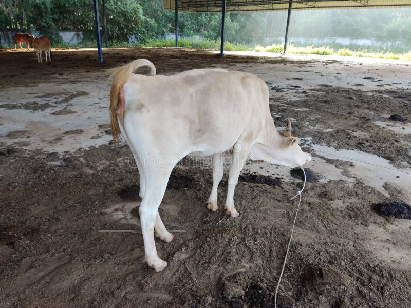 White cow back stock image. Image of white, back, horn - 244341069