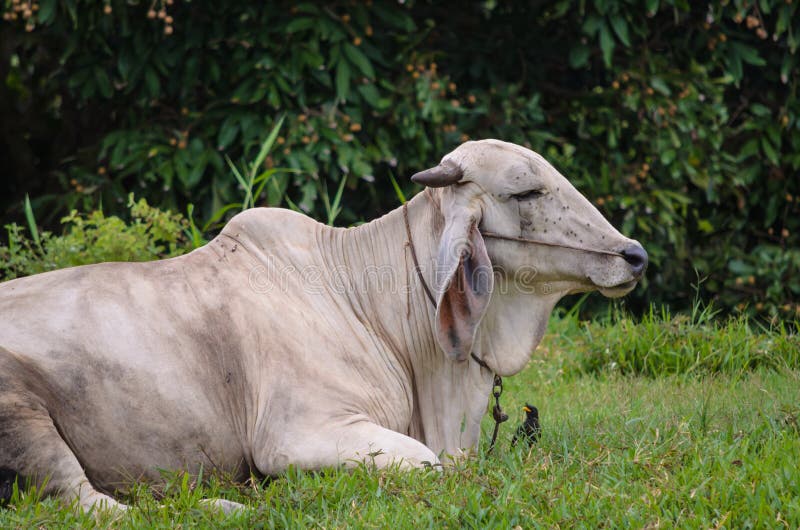 2,986 Bird Cow Photos - Free & Royalty-Free Stock Photos from Dreamstime