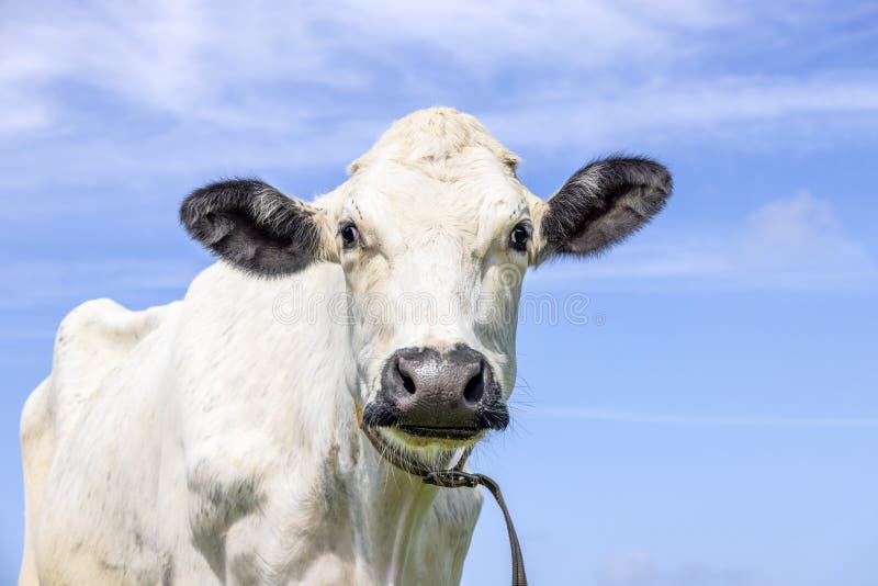 White Cow Black Nose and Ears, Looking Shy, in Front of a Blue Sky ...