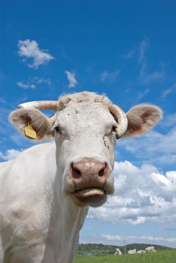 White cow and a blue sky stock image. Image of cloudy - 172471875