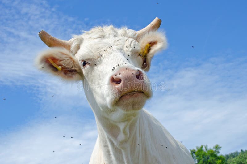 White cow and a blue sky stock image. Image of meadow - 172471921