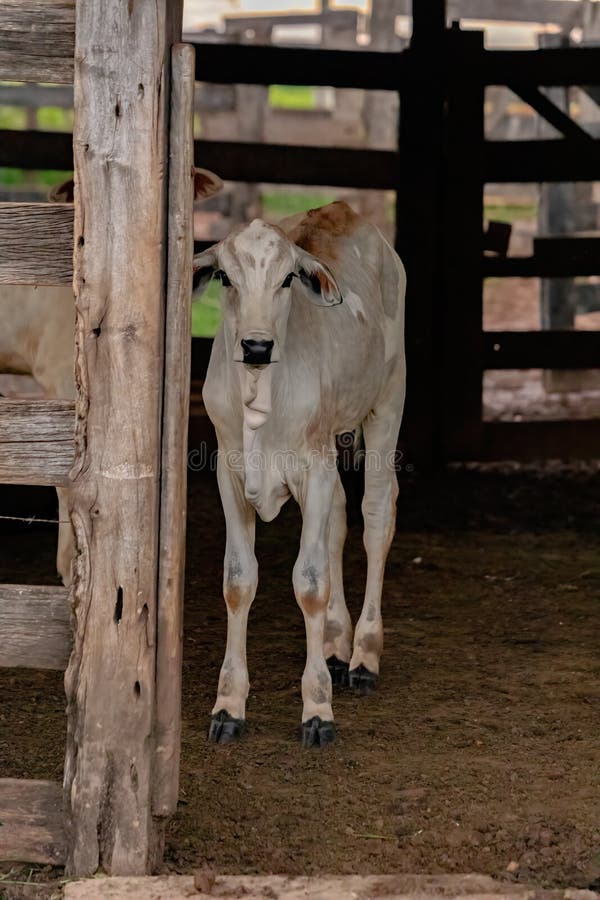 White cow in a corral stock photo. Image of animals - 238168138