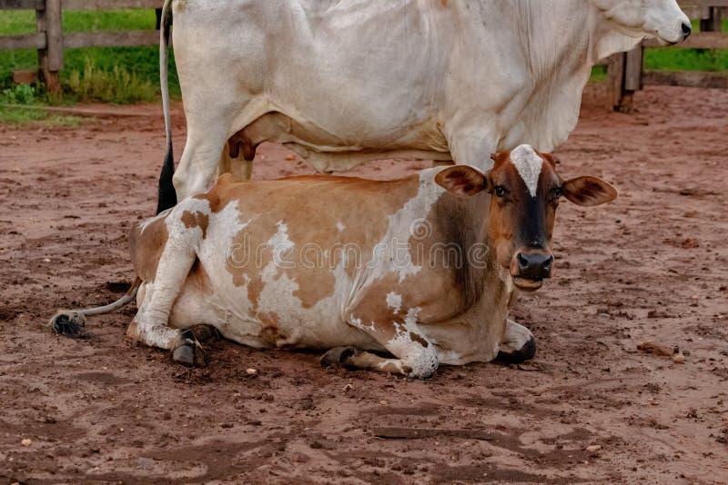 White cow in a corral stock image. Image of countryside - 238168183