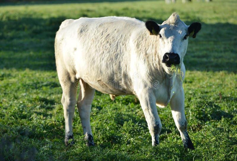 White cow stock image. Image of meadow, field, cattle - 78892393