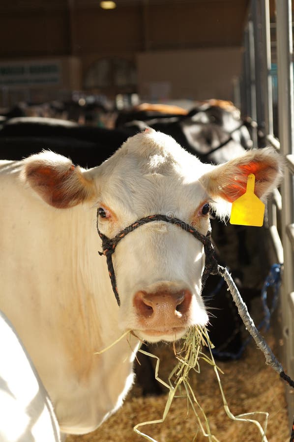 White Cow at Fair stock photo. Image of animal, white - 26818050