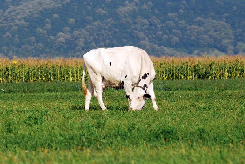 White Cow grazing on field stock photo. Image of countryside - 7664878