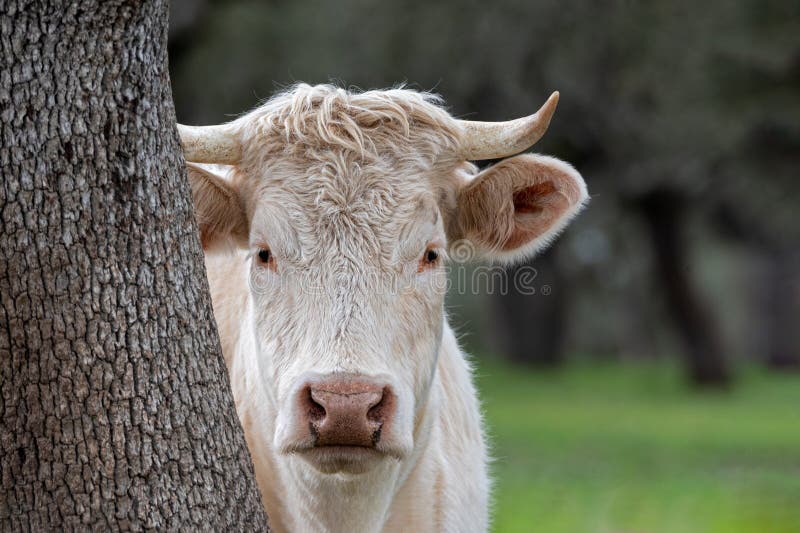 White Cow Hiding Behind a Tree, Peeking Out from Behind a Tree Stock ...