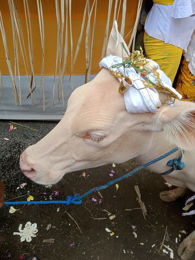 White Cow Offerings To Gods Stock Image - Image of herd, goats: 263709519