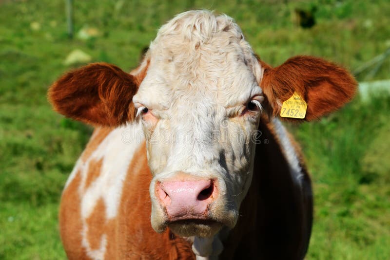 White cow stock photo. Image of mammal, head, ranch, brown - 35098030