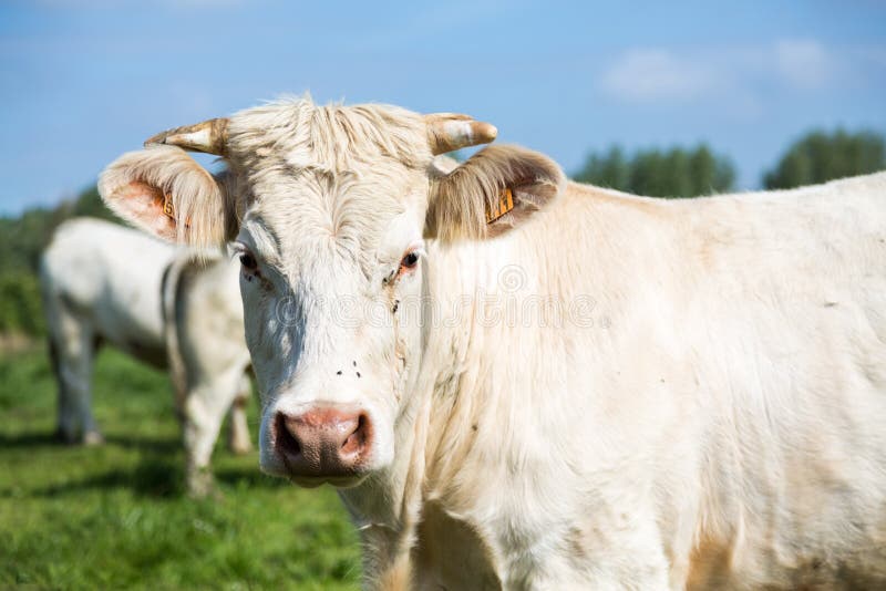 White cow portrait stock photo. Image of grazing, rural - 35185222