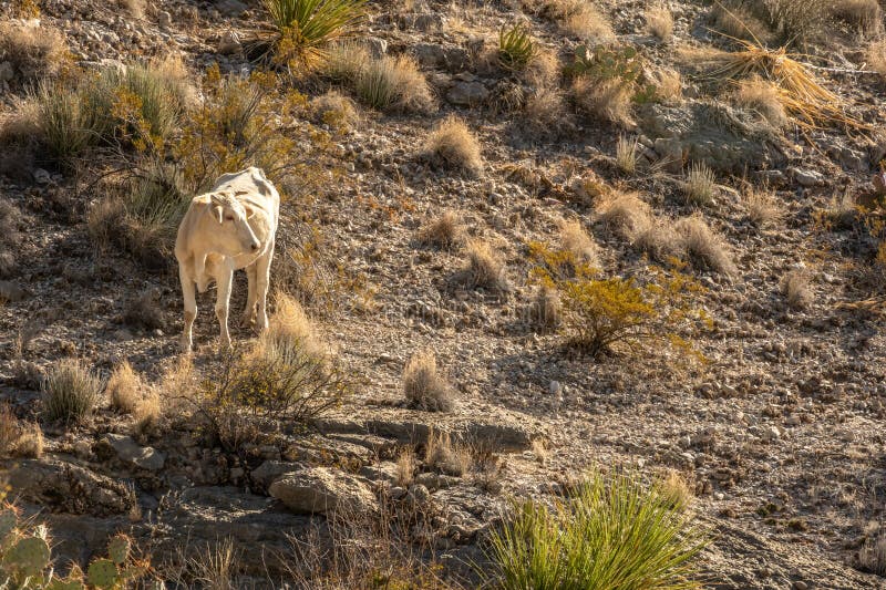 204 Desert Animals Border Stock Photos - Free & Royalty-Free Stock ...