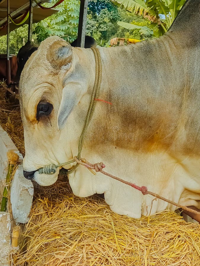 White Cow (sapi qurban) stock image. Image of sapi, food - 303230039