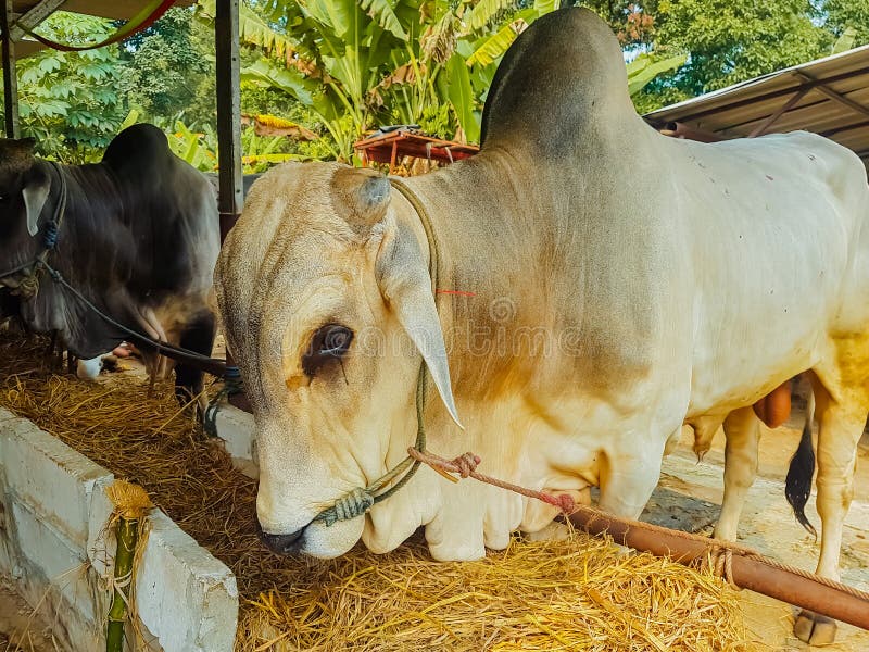 White Cow (sapi qurban) stock photo. Image of cattle - 303230078
