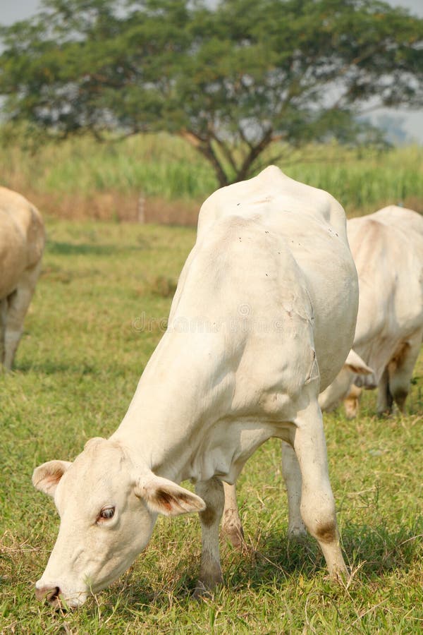 White cow stock photo. Image of nature, background, live - 66869176