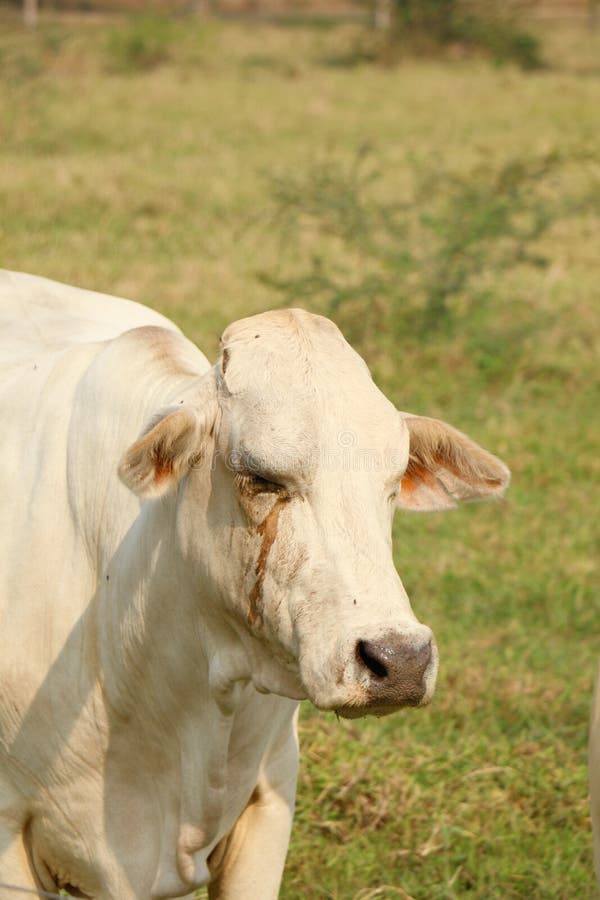 Crying Cow Stock Photos - Download 59 Royalty Free Photos