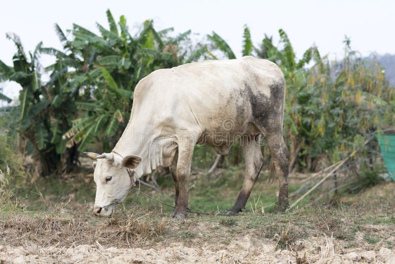 White Cow Stand on Dry Country Field Stock Image - Image of farm, beef ...