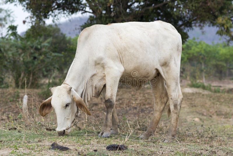 White Cow Stand on Dry Country Field Stock Photo - Image of field, bull ...