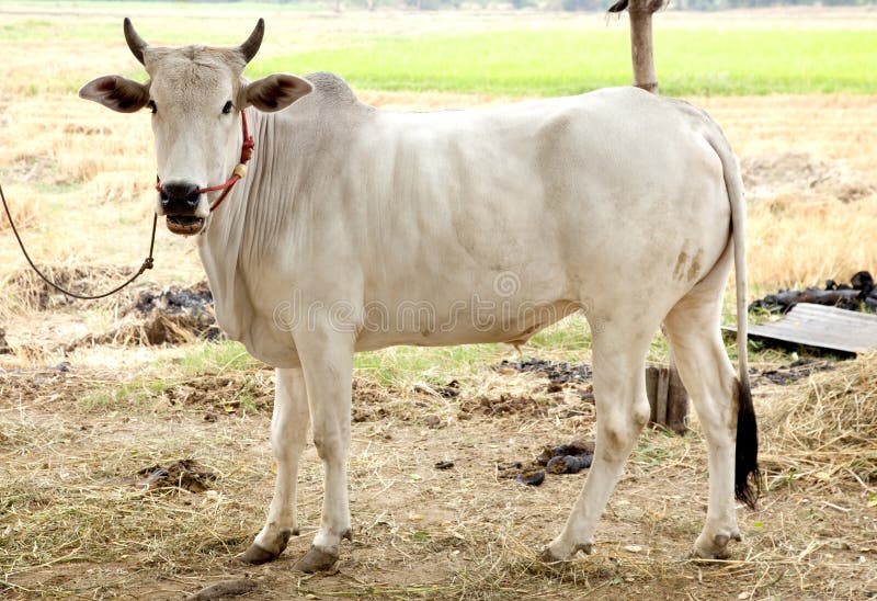 Cow Utters stock photo. Image of milk, yard, dairy, agriculture - 33309478