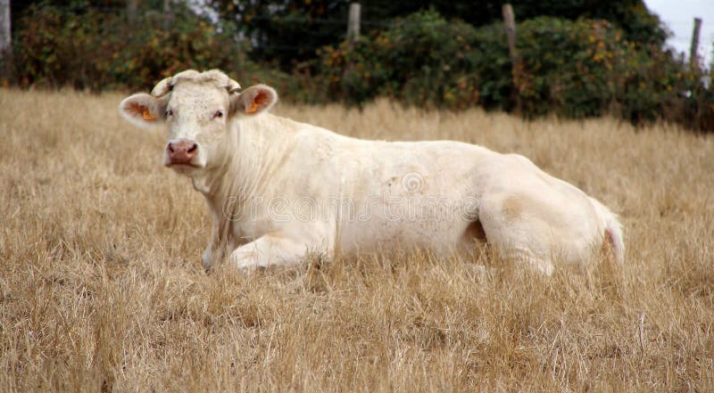 A white cow stock photo. Image of hikersbull, udders - 196487300