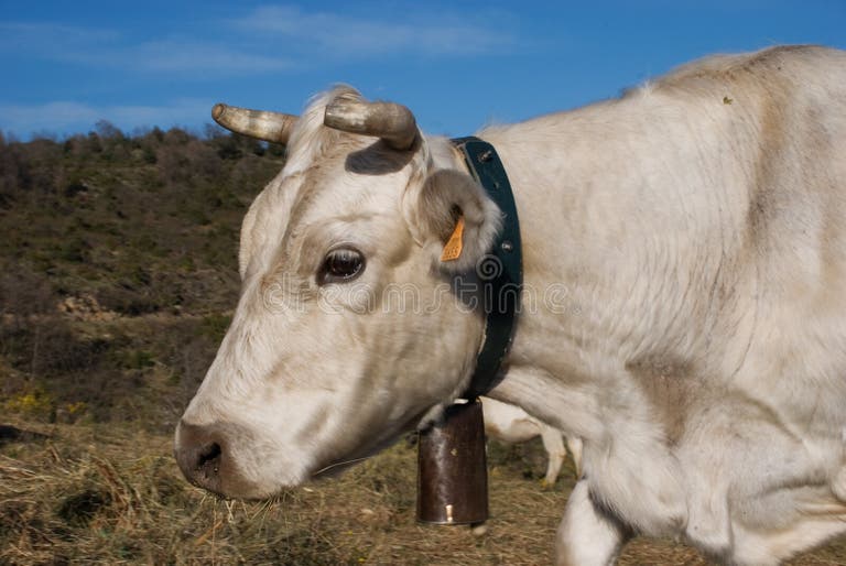 Cowhead Flowers Stock Photos - Free & Royalty-Free Stock Photos from ...