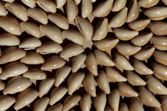 White cowrie shells stock photo. Image of curve, cypraeidae - 123041840