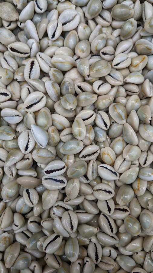 White cowrie stock photo stock photo. Image of wildlife - 247453452