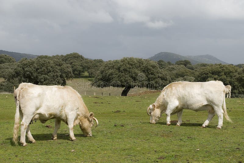 White cows. stock image. Image of grazing, hayfield, green - 18984843