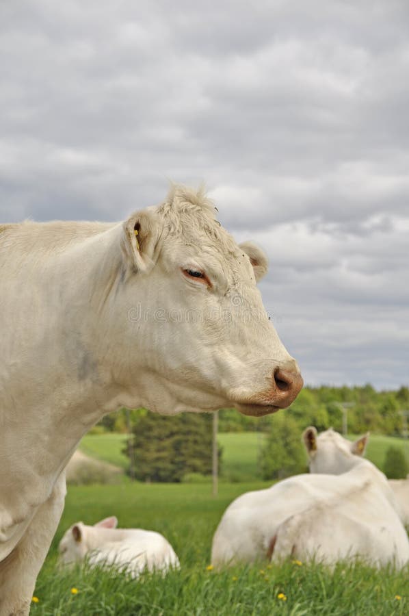 White cows stock image. Image of pasture, country, farm - 25080155