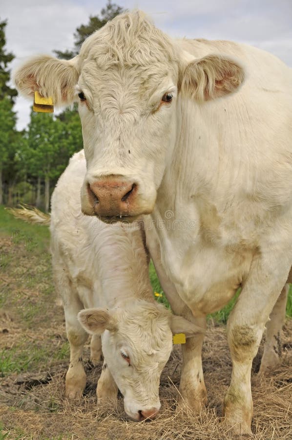 White cows stock image. Image of grassland, farming, outdoors - 25222325