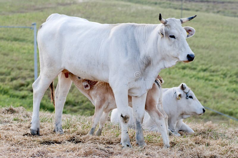 White cows stock photo. Image of grass, nature, calf - 25267618