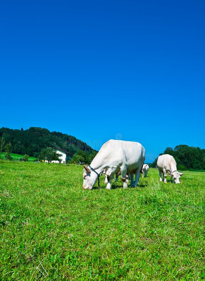 White Cows stock image. Image of countryside, farmland - 25601359