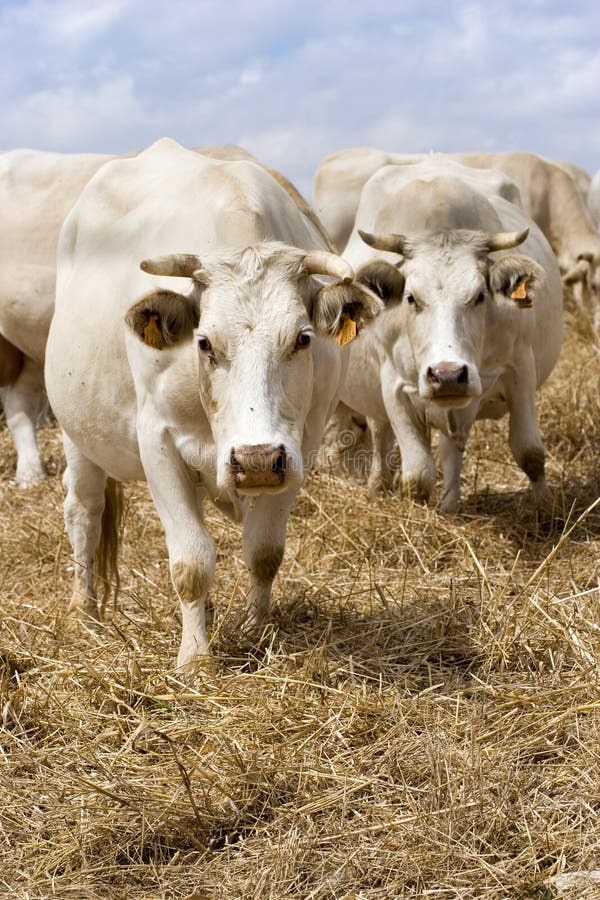 White cows stock photo. Image of food, lake, beach, nature - 3551664