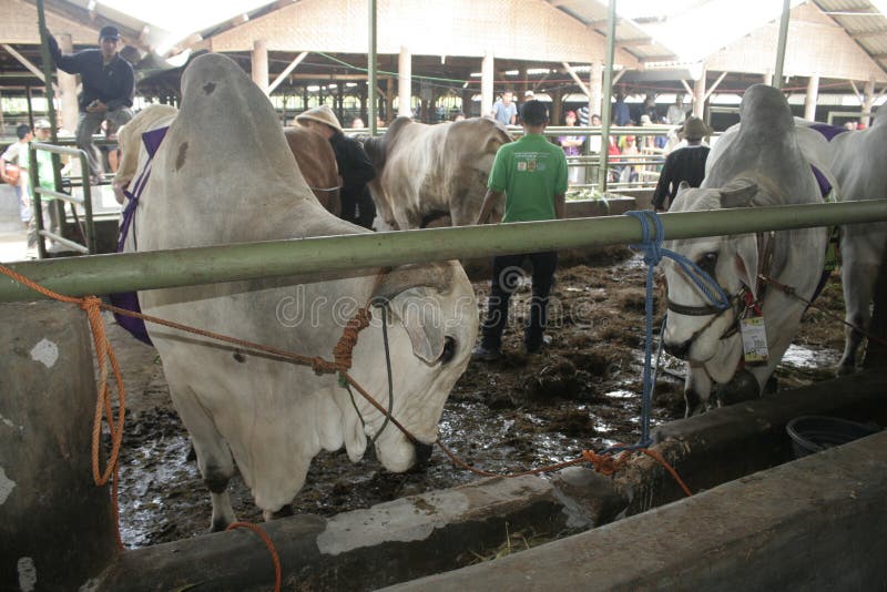 White cows cattle cow editorial image. Image of cages - 76001530