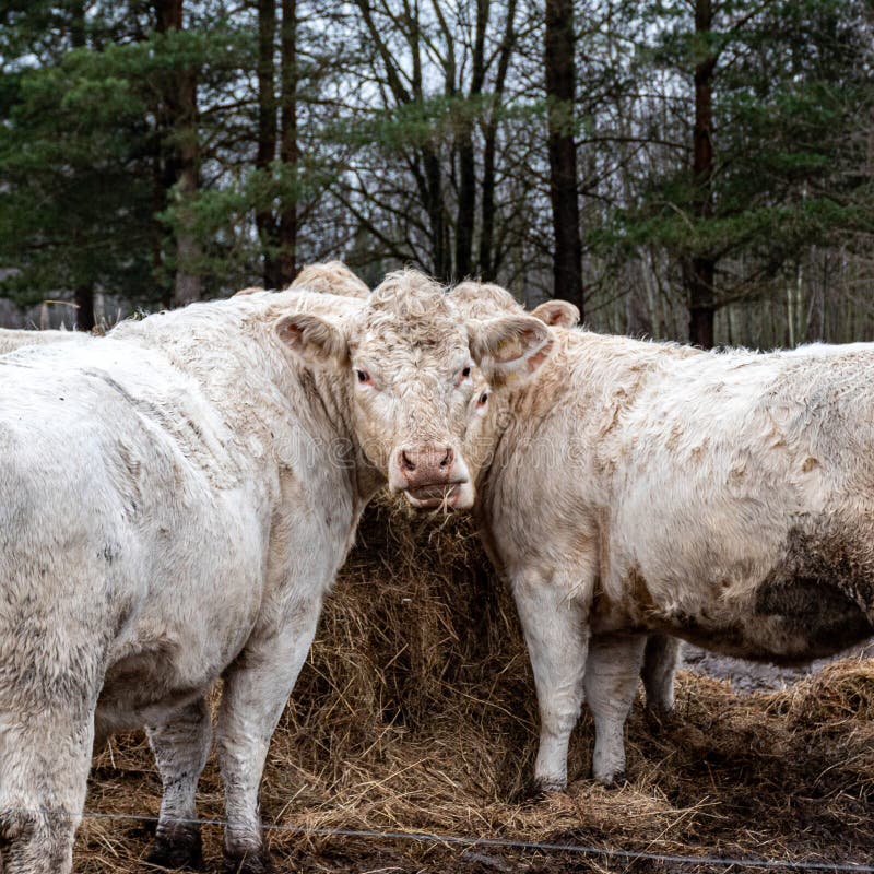 White Cows Eating Feed on a Winter Day, Natural Vegetation, Herd on a ...
