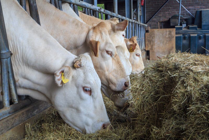 Cows eating stock photo. Image of food, bull, eating - 102431658