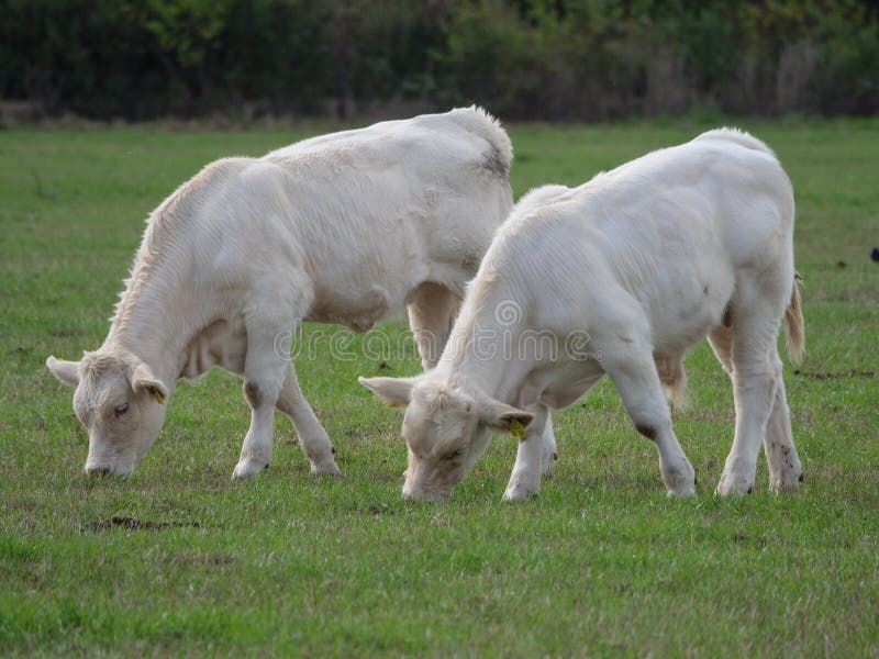White cows in westphalia stock image. Image of fence - 257021511