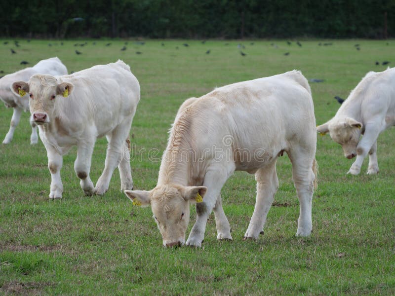 White cows in westphalia stock photo. Image of nature - 257021714
